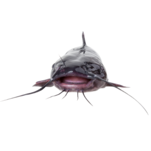 Channel Catfish - Stock My Pond