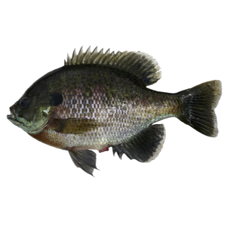 Coppernose Bluegill - Stock My Pond