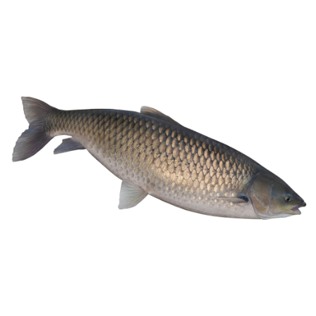 Grass Carp - Stock My Pond