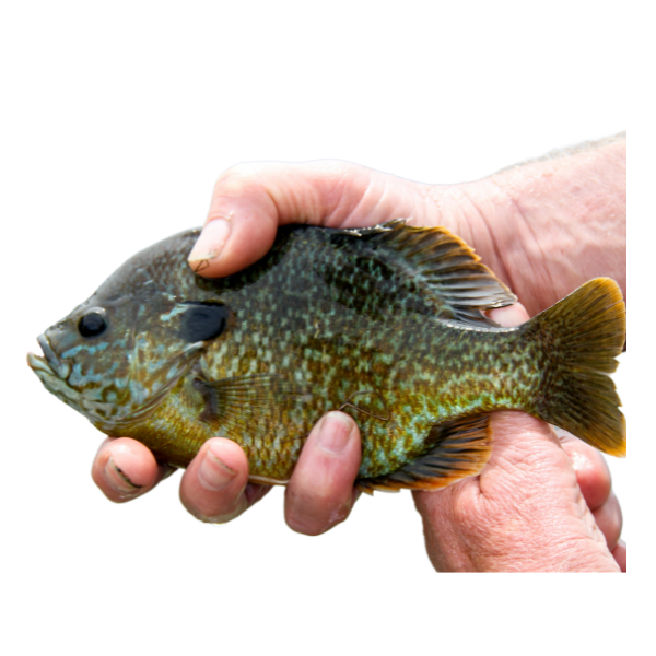 Hybrid Bluegill - Stock My Pond
