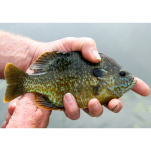 Hybrid Bluegill - Stock My Pond