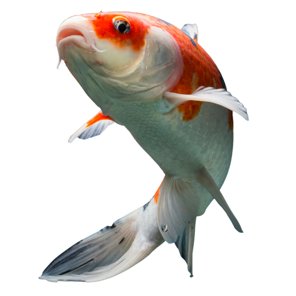 Koi Fish Side View