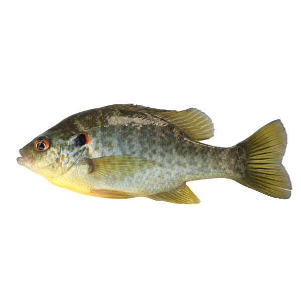 Redear Bream - Stock My Pond